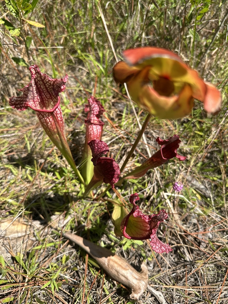 Mitchell's Pitcher Plant in July 2023 by srollins0125 · iNaturalist