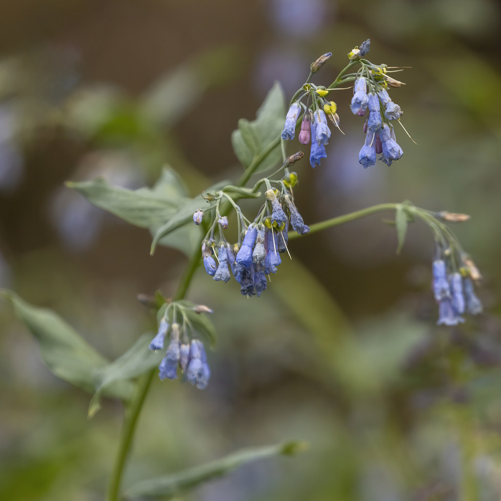 mountain bluebells from Rio Blanco County, CO, USA on July 30, 2023 at ...