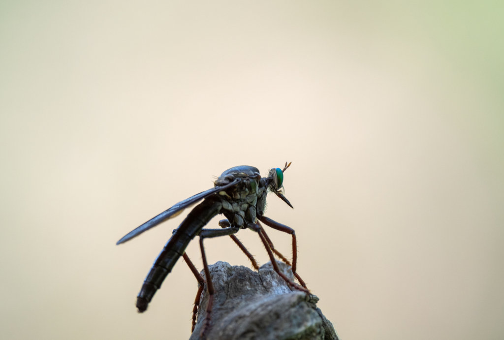 Giant Prairie Robber Fly from Lewisville, TX, USA on August 2, 2023 at ...