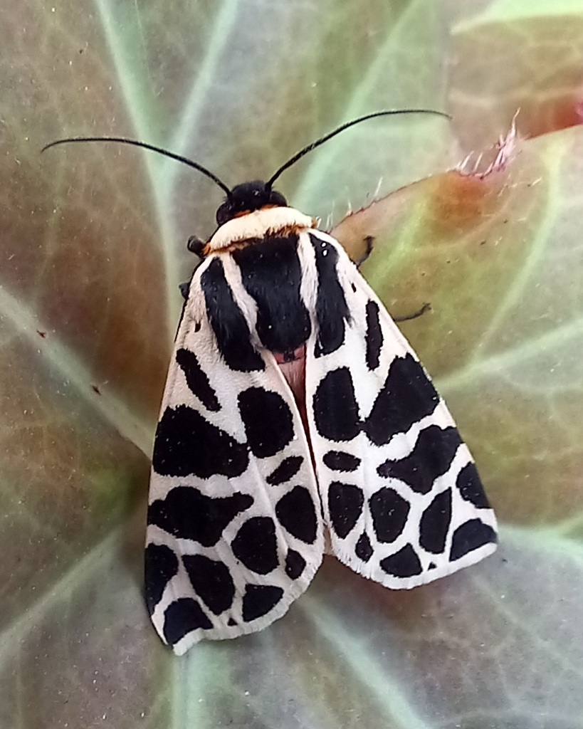 discrete chaperon from Escola Secundária José Gomes Ferreira on August ...