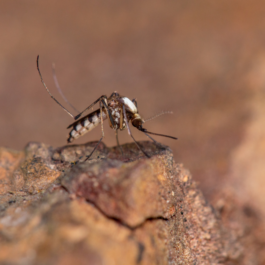 Aedes scapularis (Mosquitos of the United States) · iNaturalist