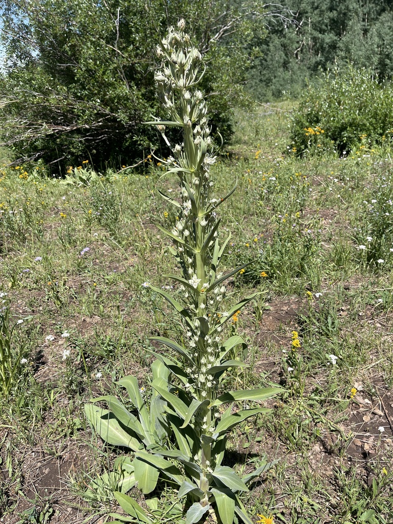 monument plant from Manti-La Sal National Forest, Moab, UT, US on ...