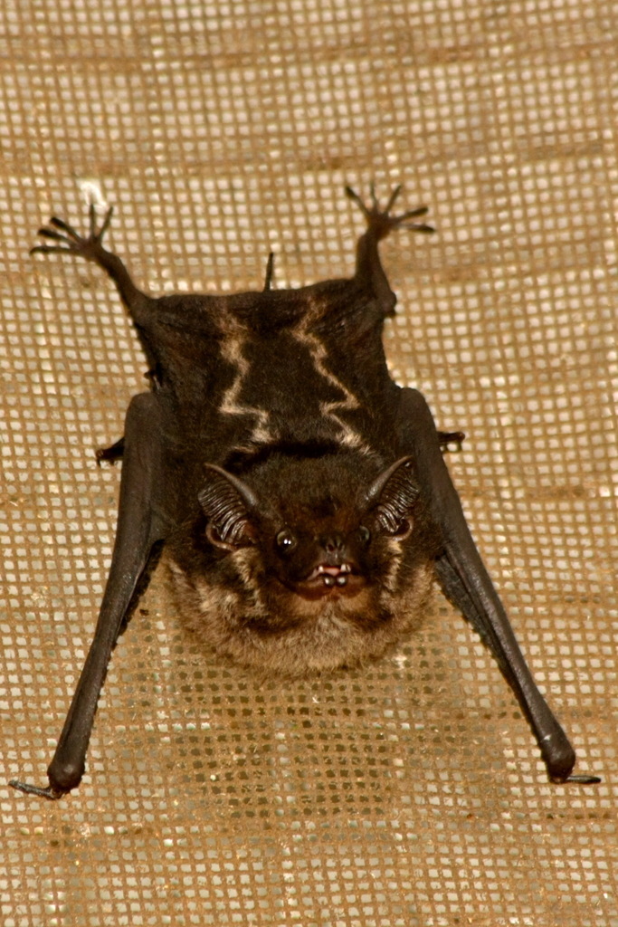 Greater Sac-winged Bat from Tunapuna/Piarco Regional Corporation ...