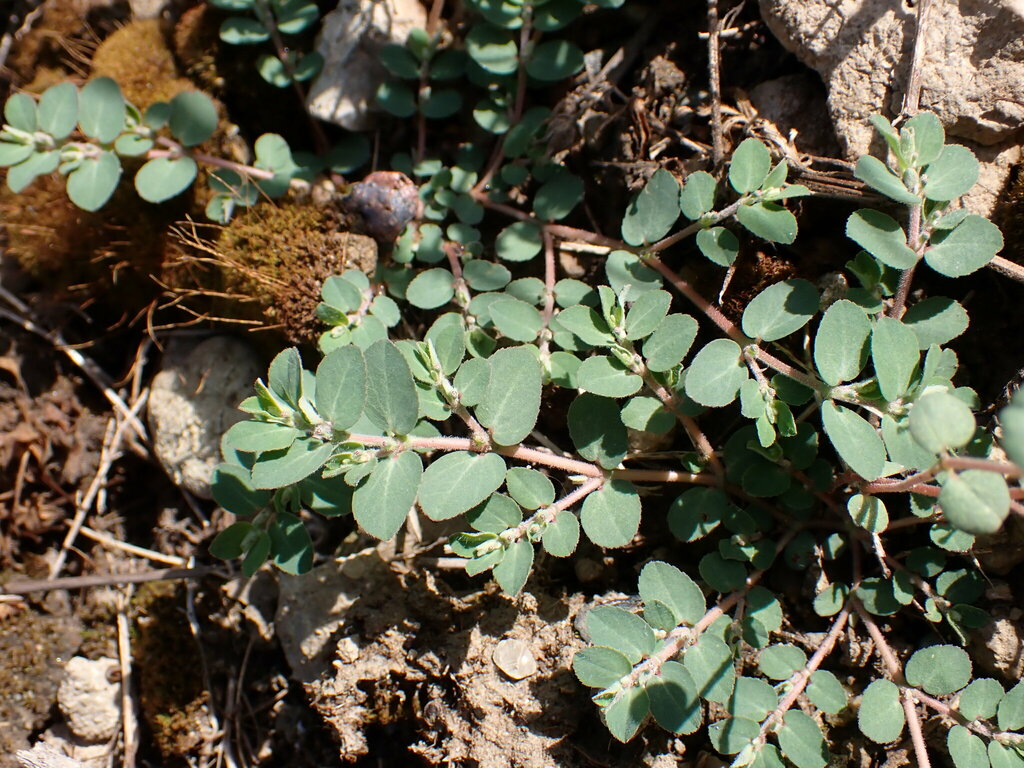 Spotted spurge from Fulton County, IL, USA on July 29, 2023 at 10:24 AM ...
