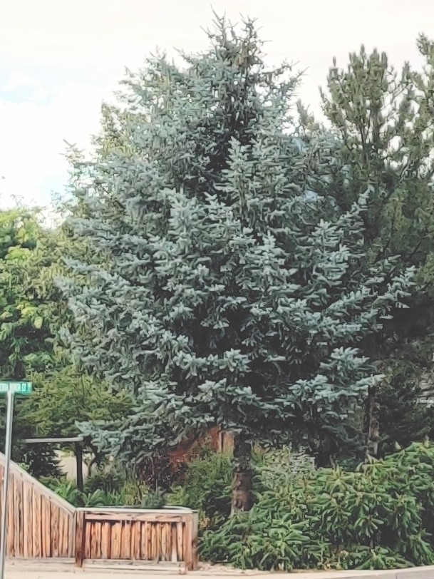 blue spruce from Mapleton, UT, USA on August 1, 2023 at 06:59 PM by ...