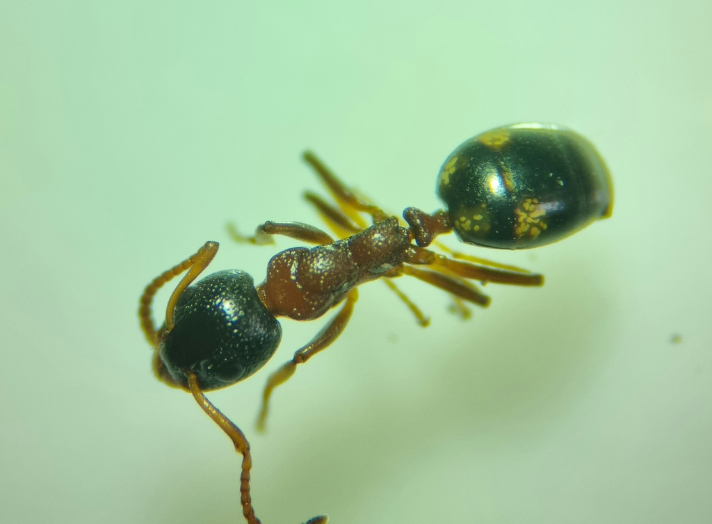 Dolichoderus quadripunctatus from Hely: 47,944747, 20,300824 on August ...