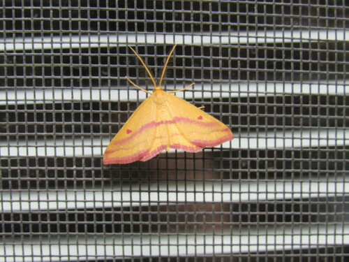 Observations by jesdeb · iNaturalist