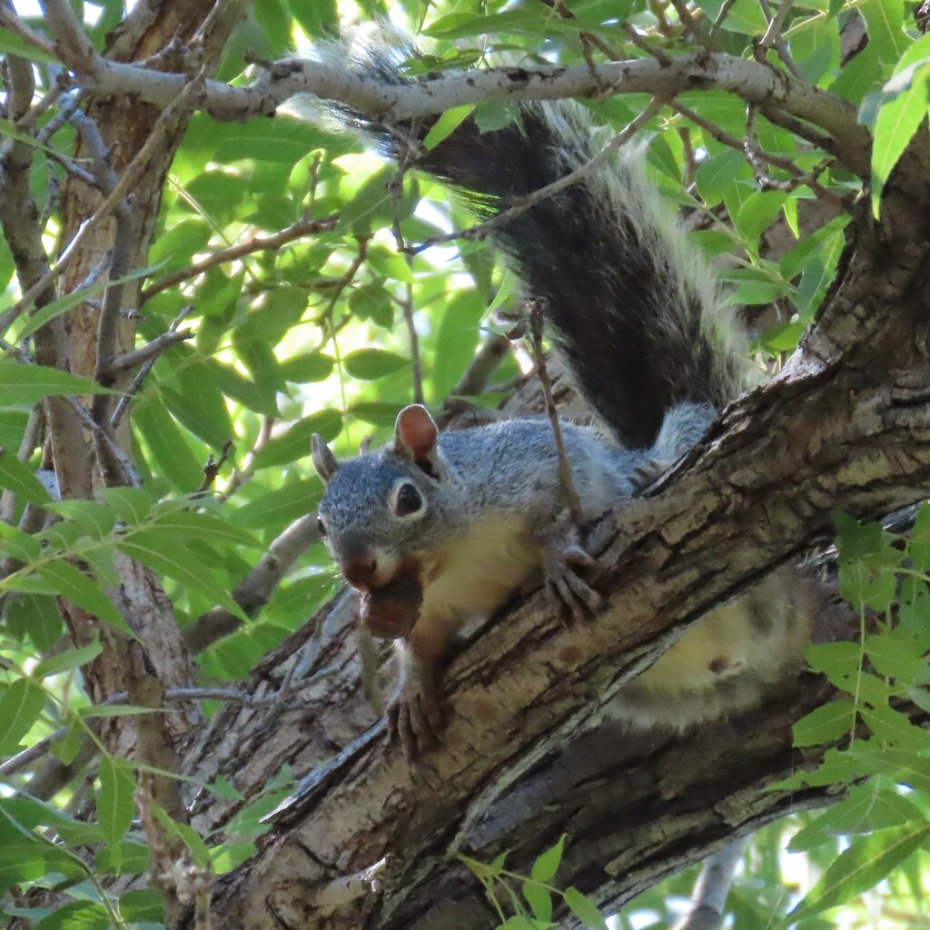 Arizona Gray Squirrel from 150 Blue Heaven Road, Patagonia, AZ 85624 on ...