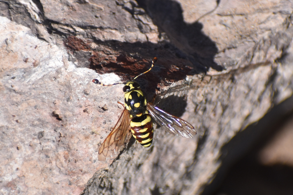 Scorpionweed pollen wasp from Rosales, Chih., México on August 3, 2023 ...
