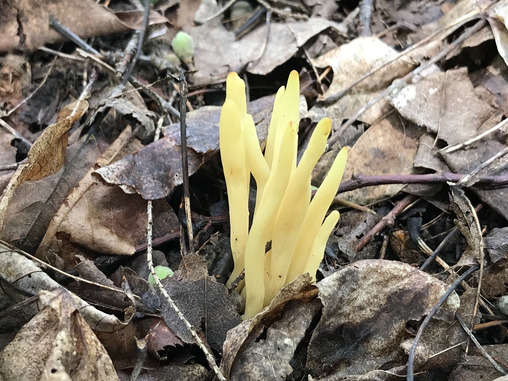 Clavaria amoenoides from Greenbelt, Ottawa, ON, CA on August 3, 2023 at ...