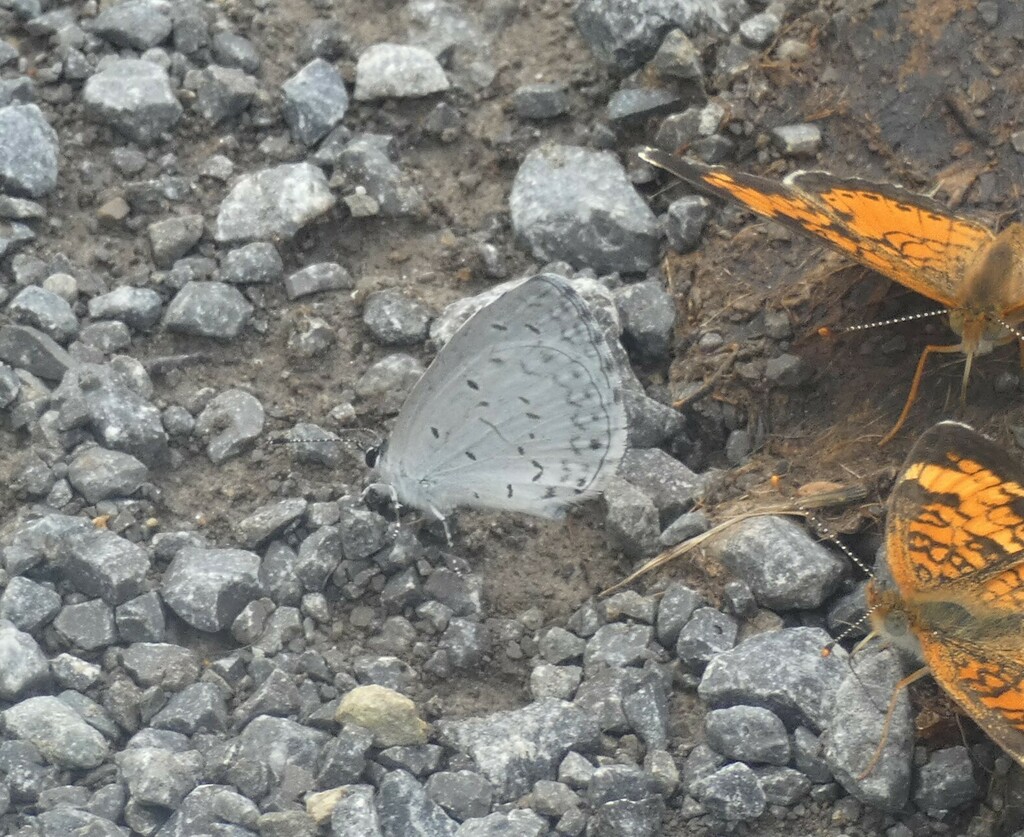 Summer Azure from Odessa Alvar, Lennox and Addington County, ON, Canada ...