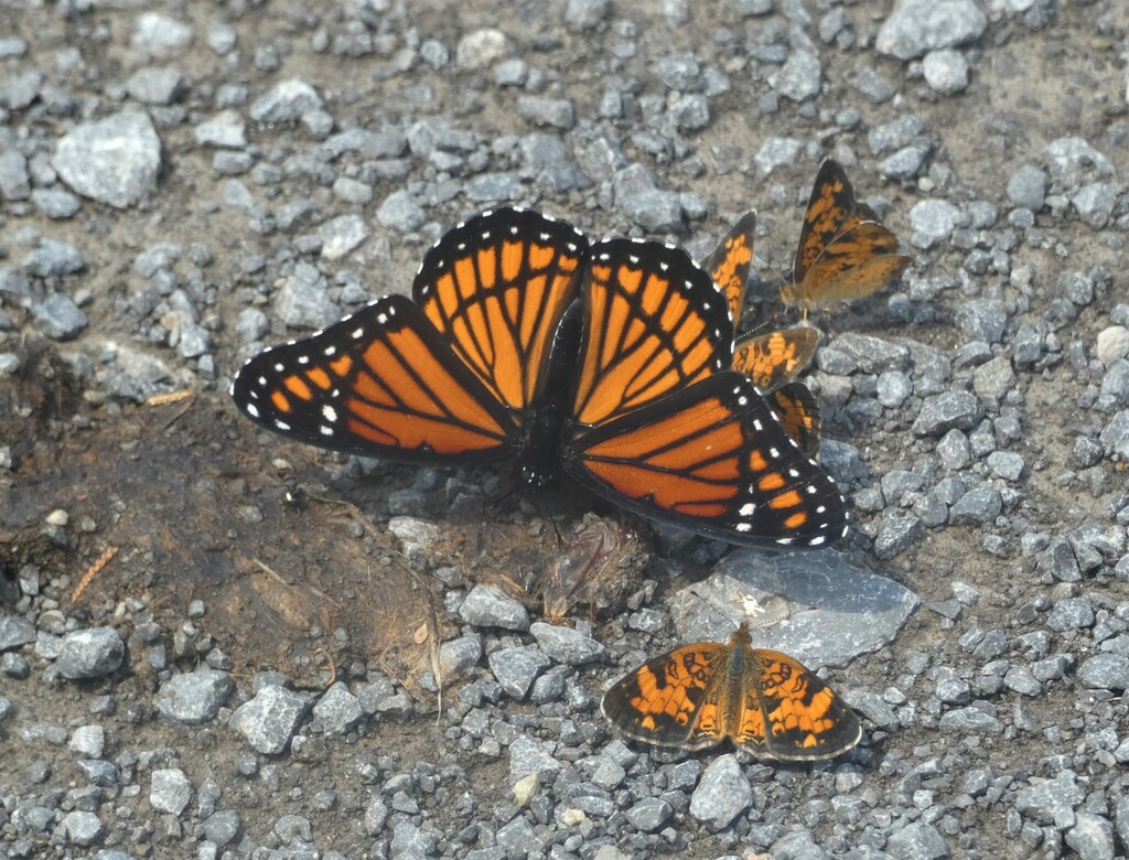 Viceroy from Odessa Alvar, Lennox and Addington County, ON, Canada on ...