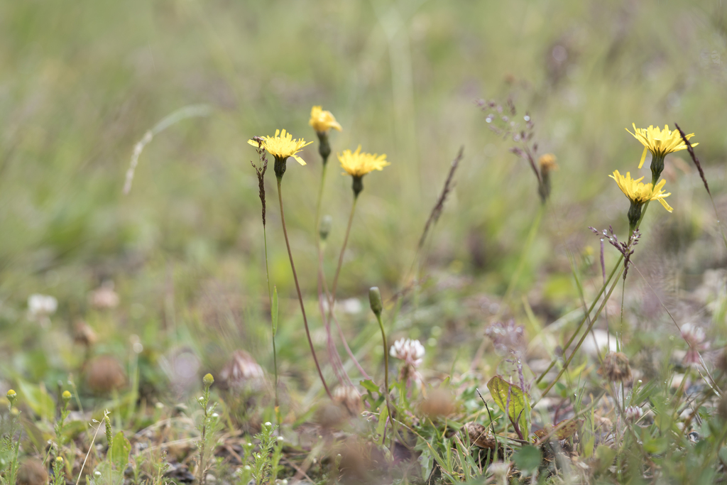hawkbit from Nyon, Vaud, Switzerland on July 2, 2023 at 11:36 AM by ...