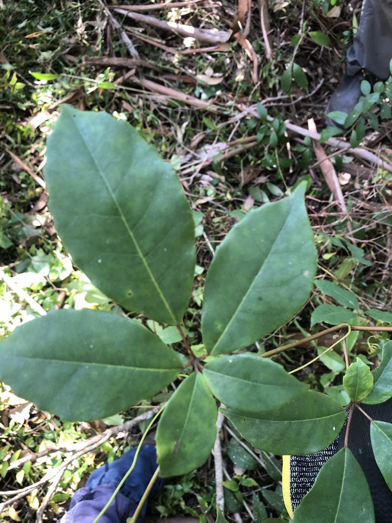 Five-Leaved Water Vine from Monarch Cl, Rouse Hill, NSW, AU on August 3 ...