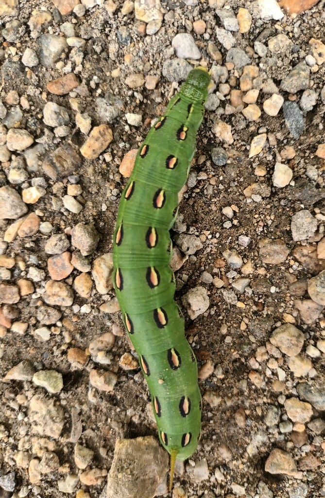 White-lined Sphinx from Santa María Atzompa, Oaxaca, Mexico on July 15 ...