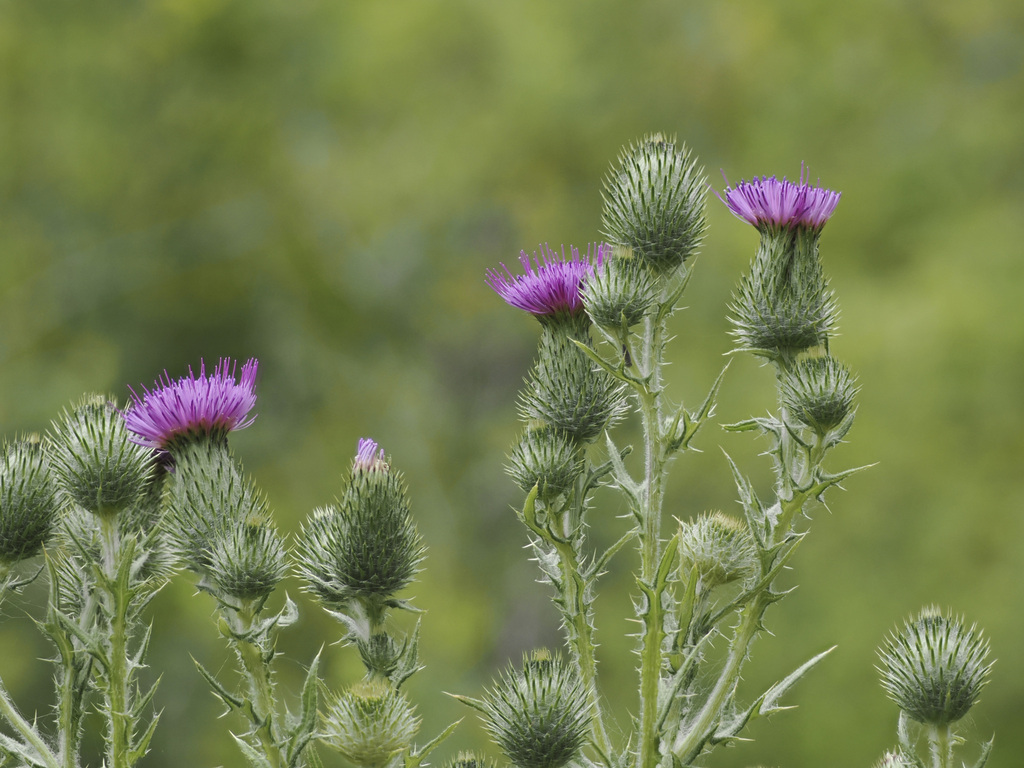 Bull Thistle from San Diego County, CA, USA on July 31, 2023 at 10:18 ...
