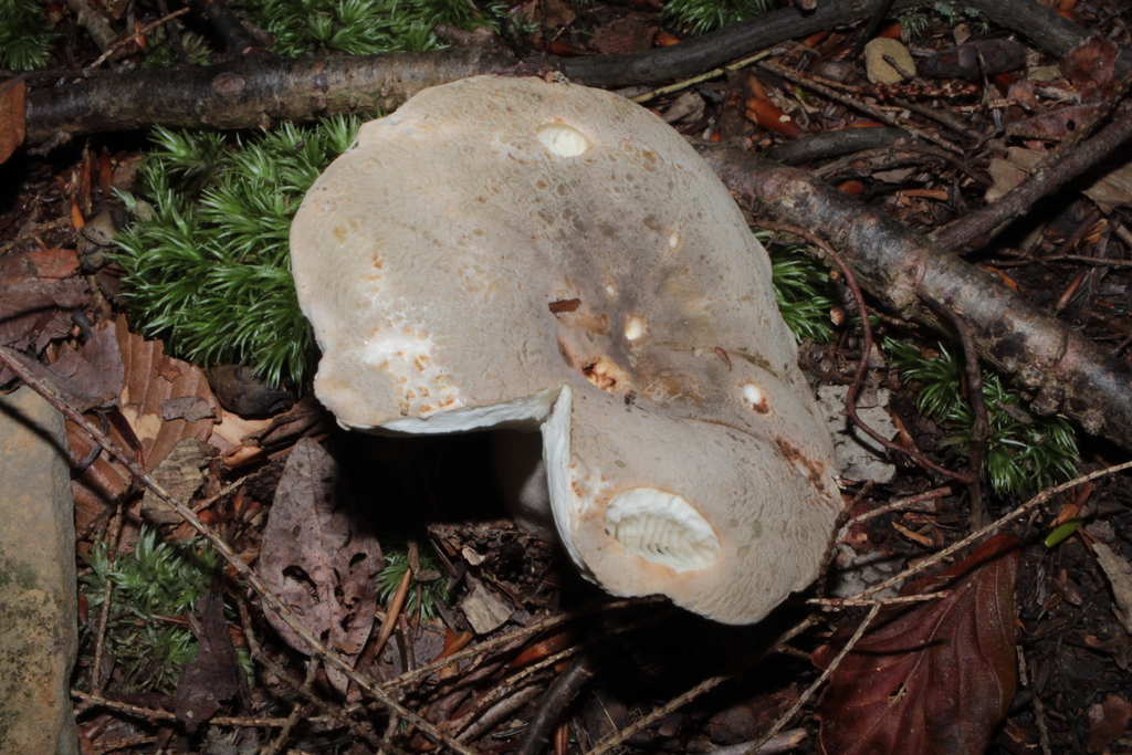 Blue-green Cracking Russula from Lake County, OH, USA on August 3, 2023 ...