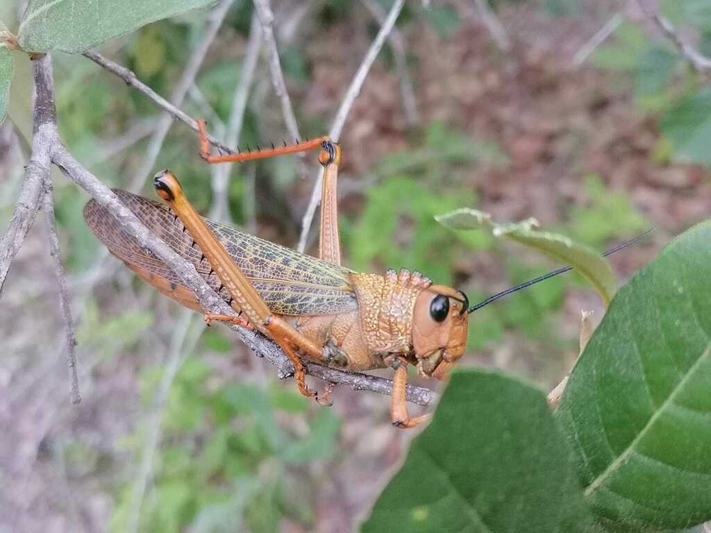 giant red-winged grasshopper in July 2023 by Sergio Estrada · iNaturalist