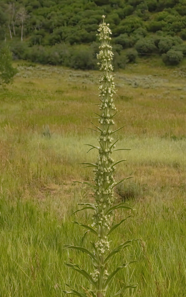monument plant from Rio Blanco County, CO, USA on July 30, 2023 at 07: ...