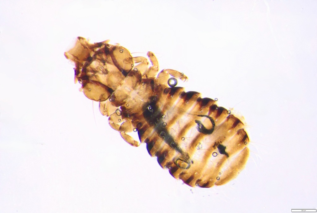 Trabeculus hexakon from Foxton Beach, New Zealand on August 2, 2023 at ...