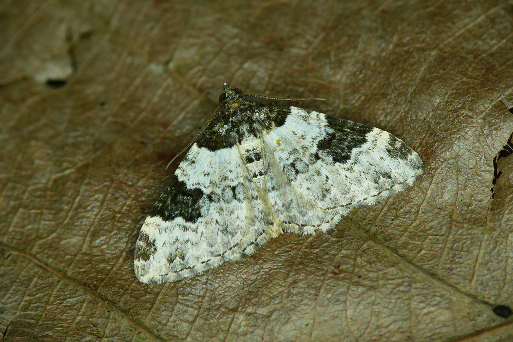 Garden Carpet (Moths of Antequera (Málaga/ Andalusia/ Spain)) · iNaturalist