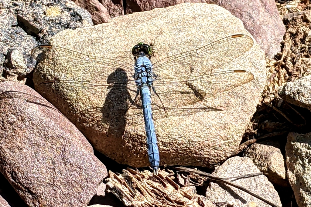 Eastern Pondhawk from Paupack Township, PA, USA on August 2, 2023 at 03 ...