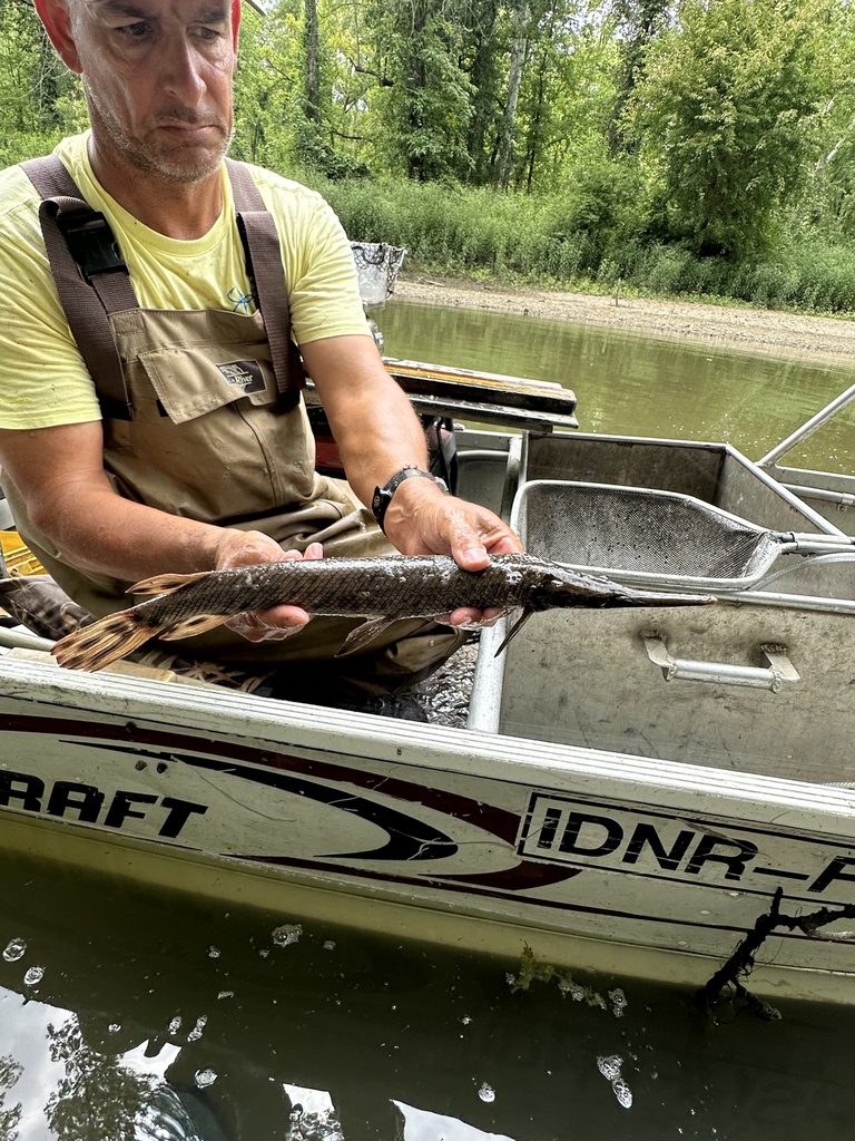 Spotted Gar from Sangamon River, Decatur, IL, US on August 3, 2023 at ...
