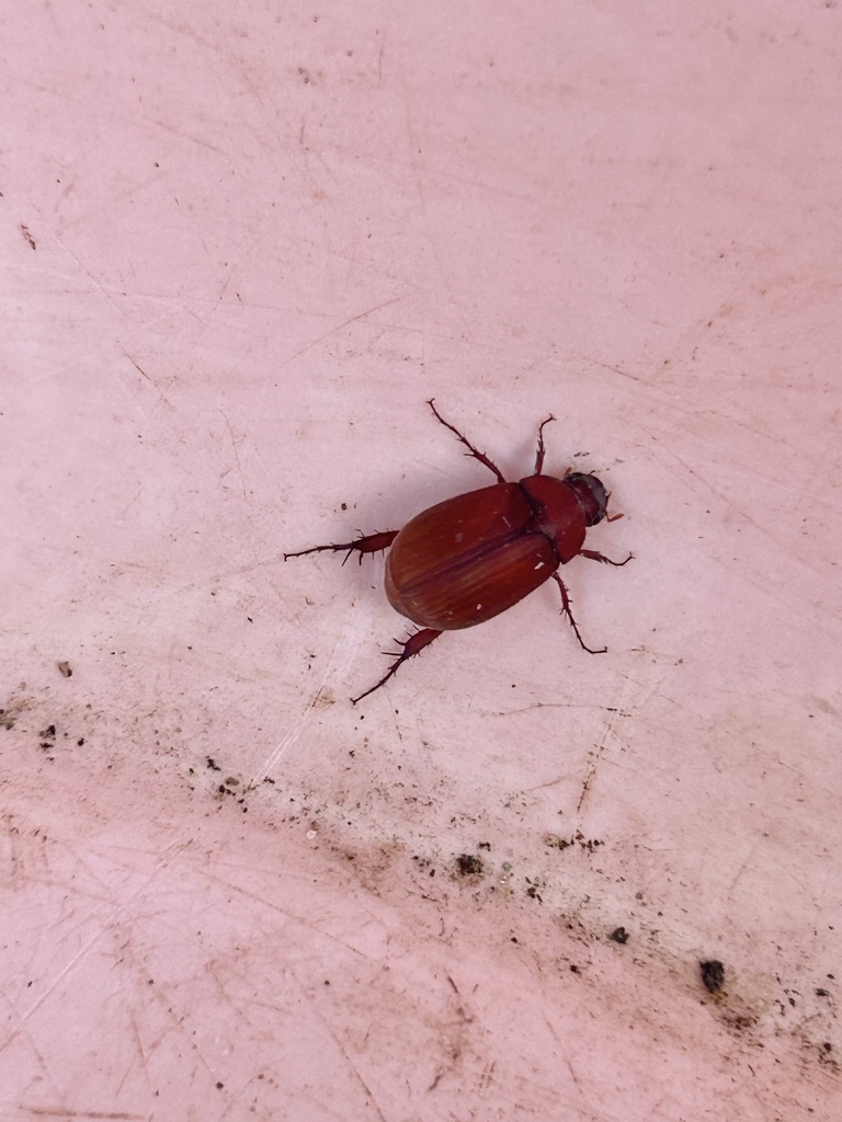 Asiatic Garden Beetle from Duncan Cres, London, ON, CA on August 3 ...
