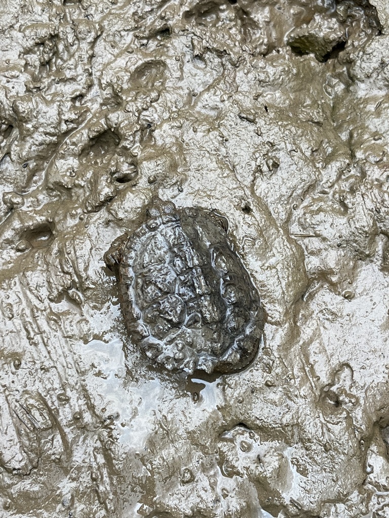 Common Snapping Turtle from Lackawanna County, US-PA, US on August 3 ...