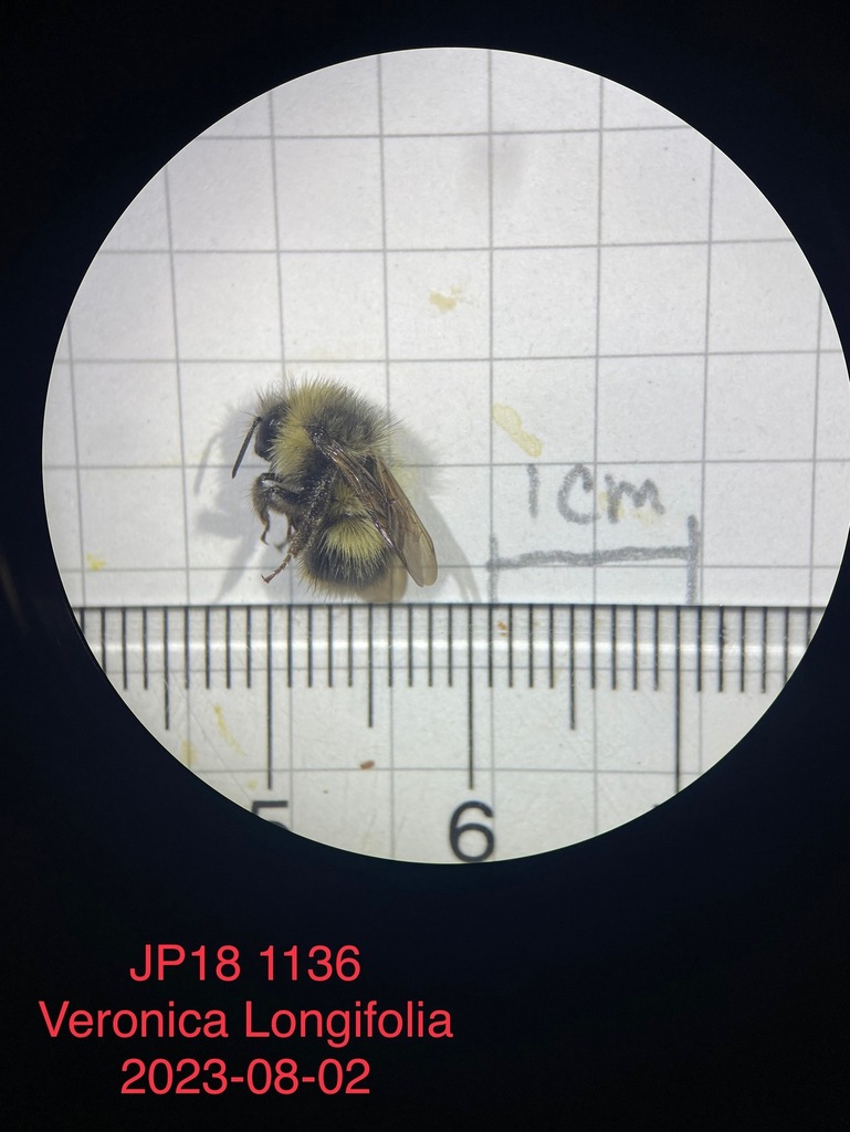 Sitka Bumble Bee from Pruth Harbour, Calvert Island, Central Coast, BC ...
