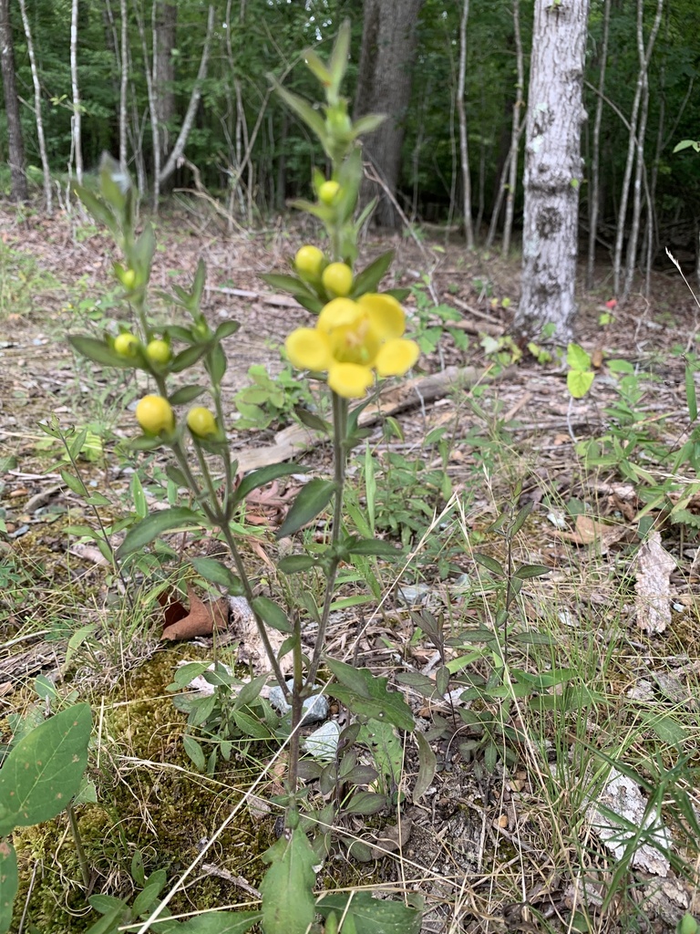 downy yellow false foxglove from Durham, NC, US on August 3, 2023 at 04 ...