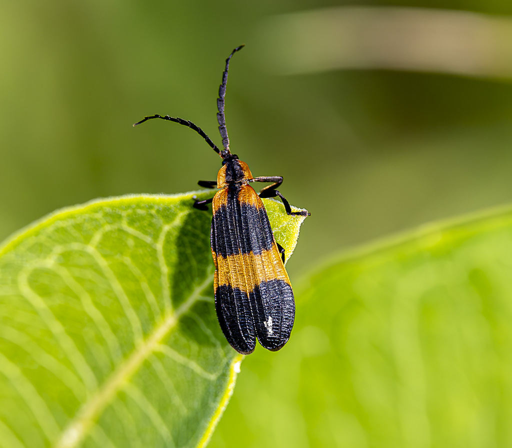 Reticulated Net-winged Beetle from Rockland County, NY, USA on August 3 ...