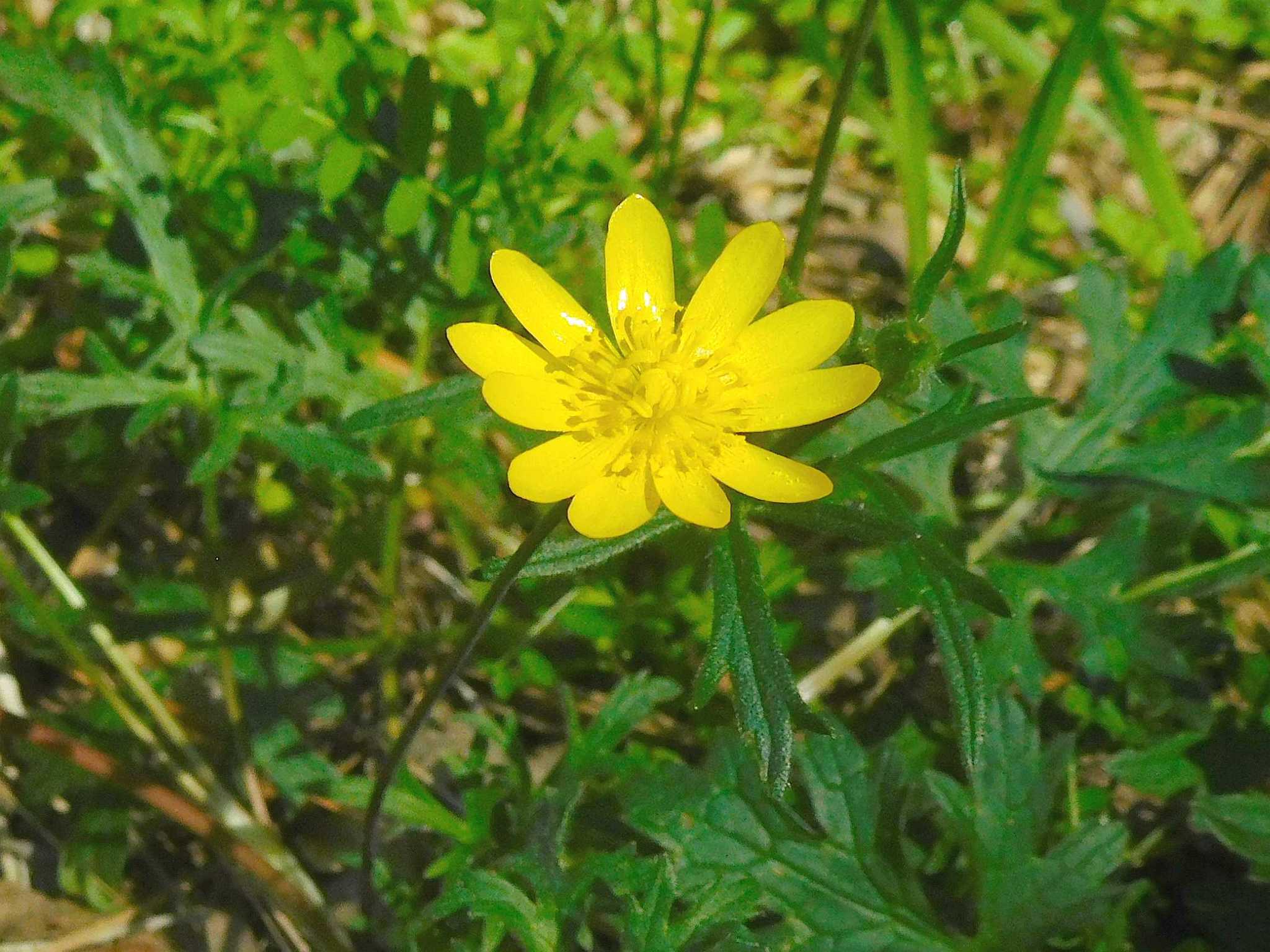 Ranunculus canus Benth.