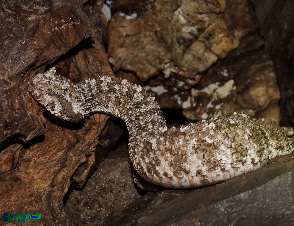 Spider-tailed Horned Viper (Pseudocerastes urarachnoides) - Snakes and ...