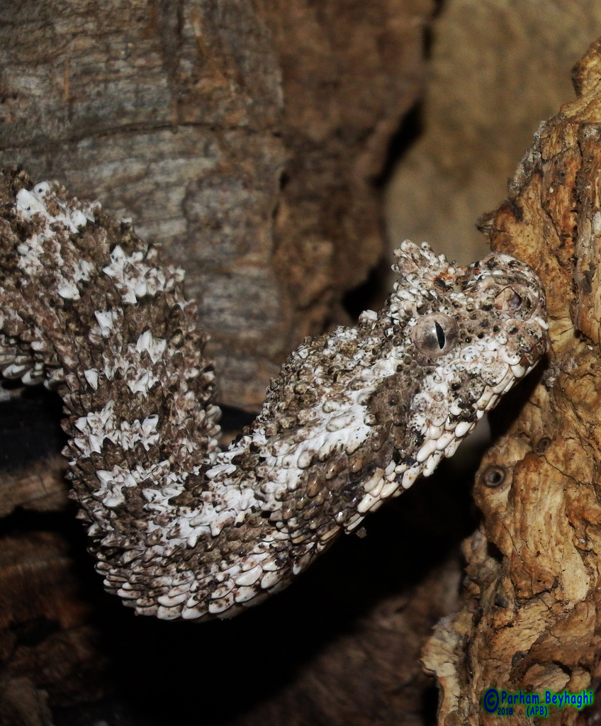 Spider-tailed Horned Viper (Pseudocerastes urarachnoides) - Snakes and ...