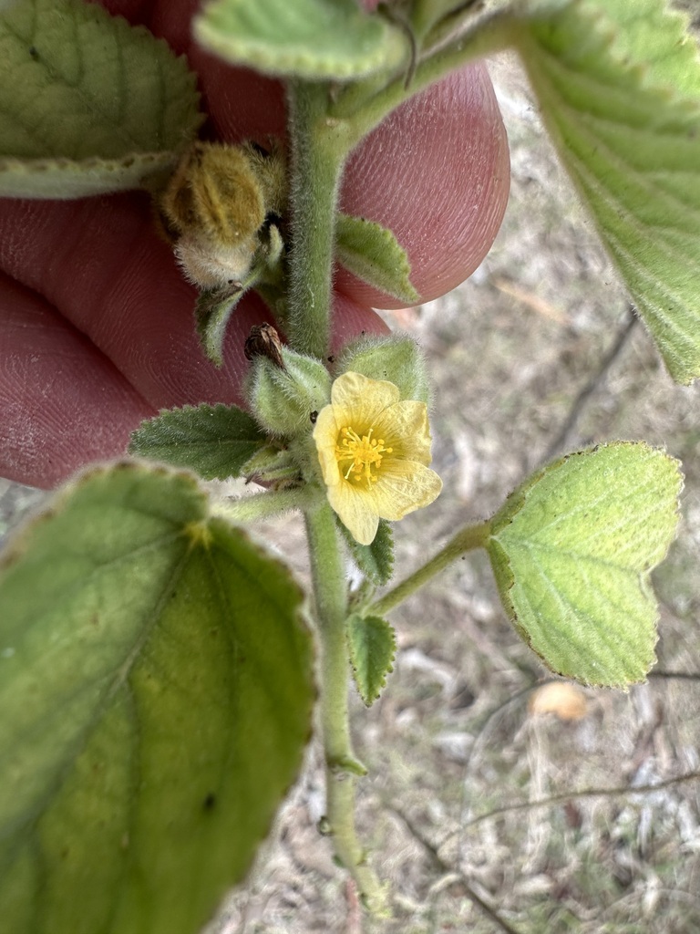 flannel weed in August 2023 by cwelden_ecp · iNaturalist