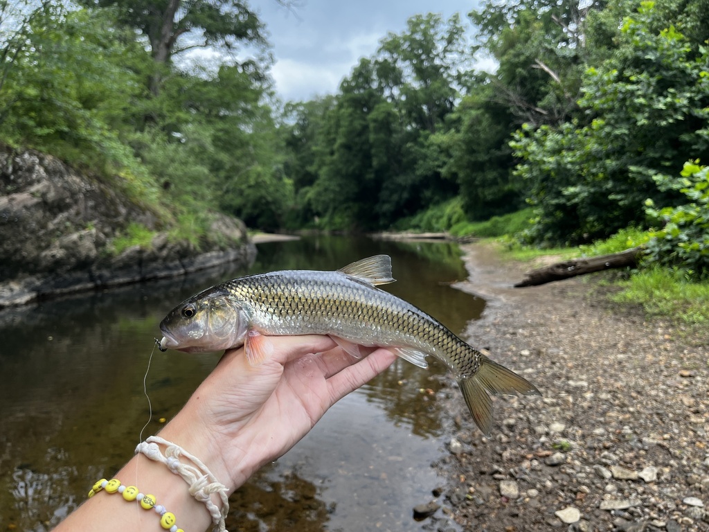 Fallfish from Rappahannock River, Amissville, VA, US on August 3, 2023 ...