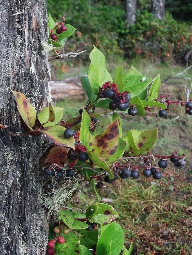 salal from Scarification Rd, Belfair, WA 98528, USA on August 2, 2014 ...