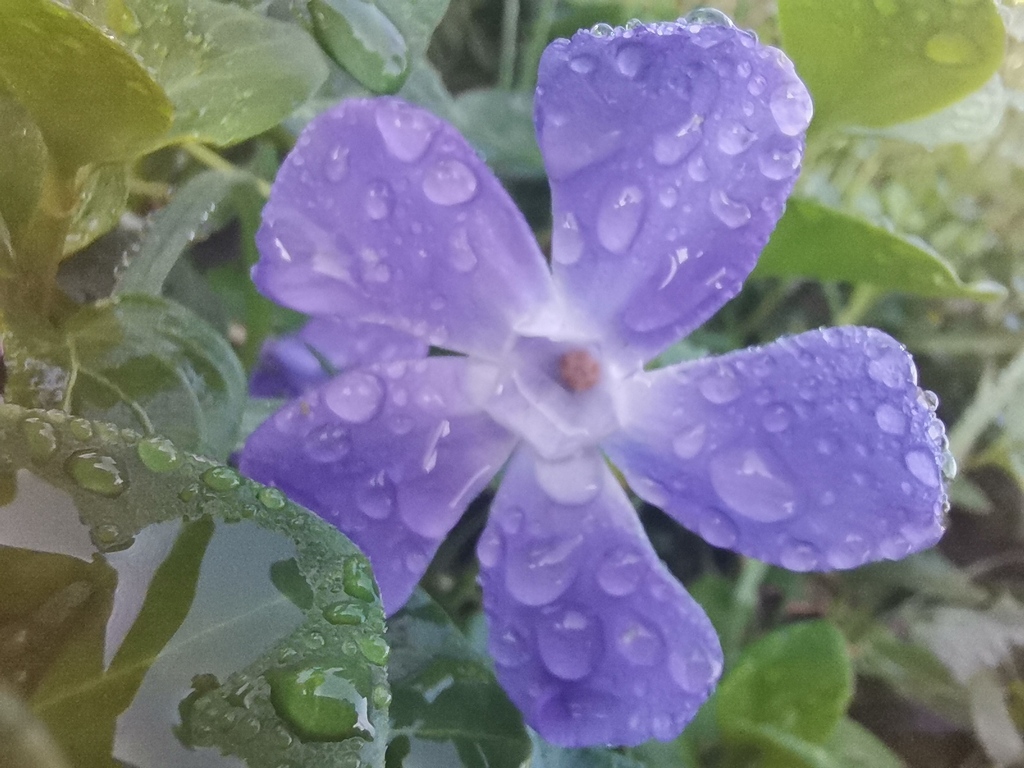 greater periwinkle from 43725 Santa Ana Tzacuala, Hgo., México on ...
