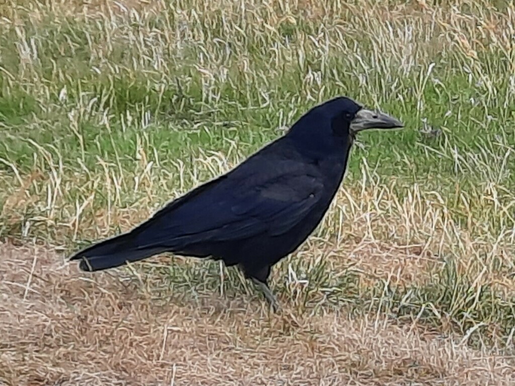 Rook from Fife, UK on July 5, 2023 at 04:45 PM by CoyoteFan · iNaturalist