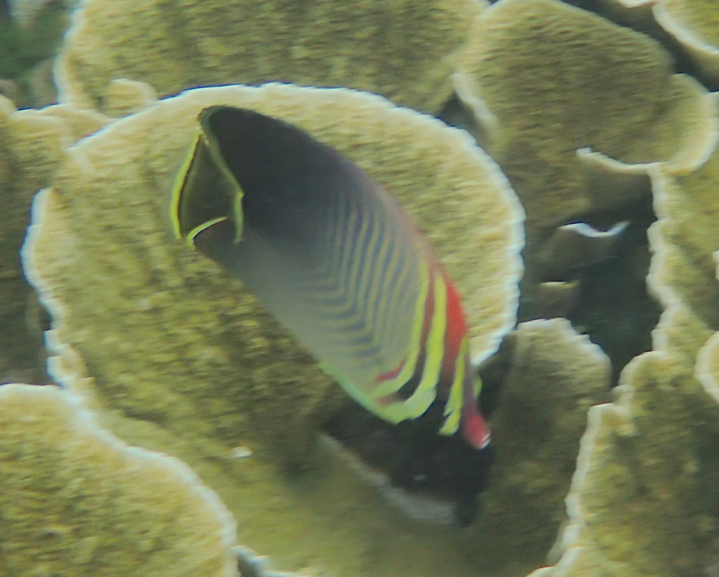 Eastern Triangle Butterflyfish from San Miguel Is, Monreal, Masbate ...