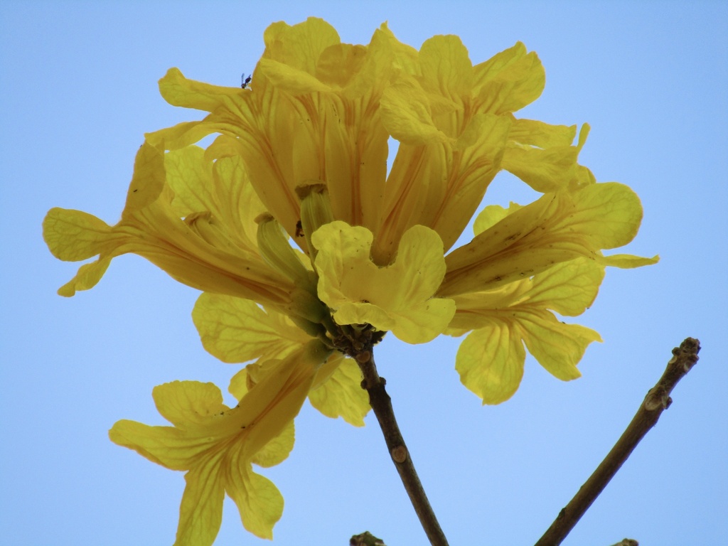 yellow poui from Ufac, Rio Branco, AC, BR on August 3, 2023 at 09:18 AM ...