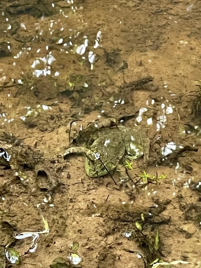 American Bullfrog from Red Rock Rd, Benton, PA, US on August 2, 2023 at ...