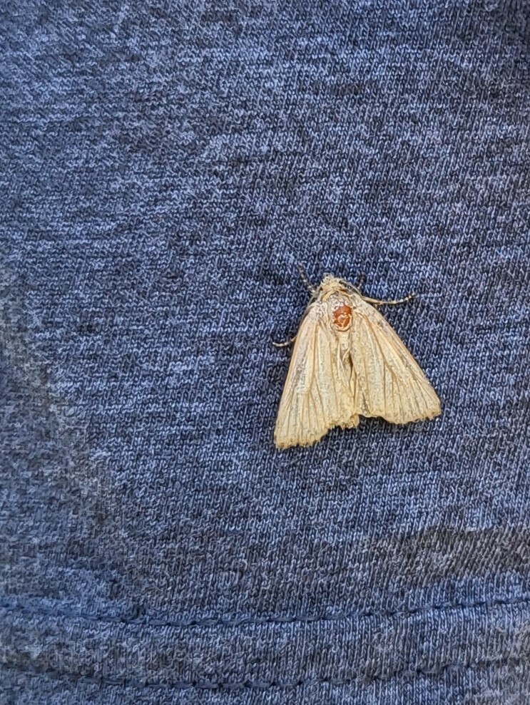 Butterflies and Moths from Chippewa County, MN, USA on August 3, 2023 ...