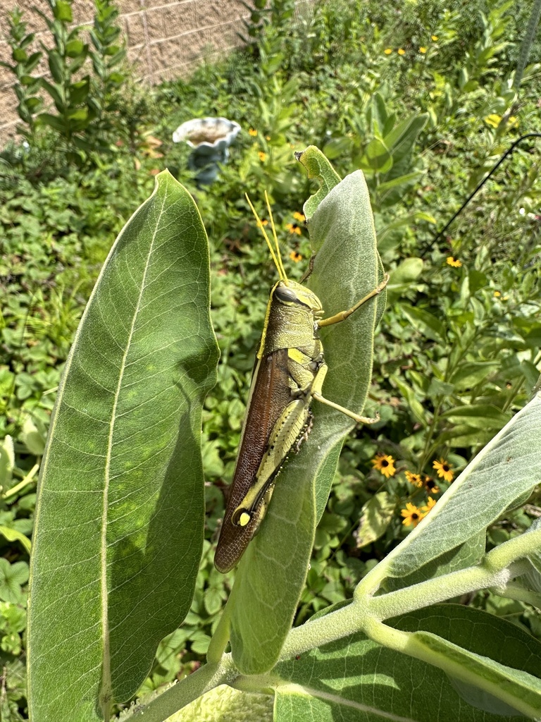 Obscure Bird Grasshopper from Mill Creek Activity Center, Shawnee, KS ...