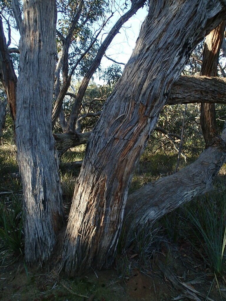 Brown-top Stringybark from Bells Beach VIC 3228, Australia on August 3 ...