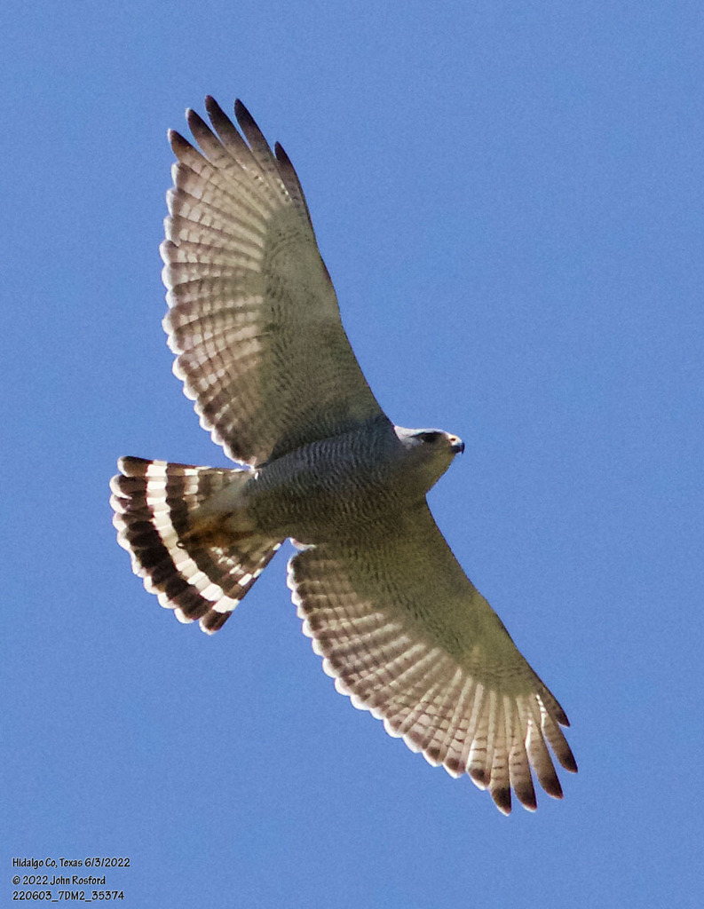 Gray Hawk from Hidalgo County, TX, USA on June 3, 2022 at 11:50 AM by ...