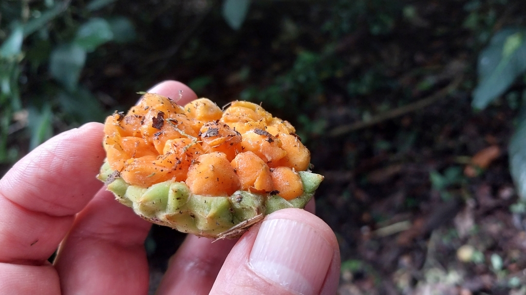 Panama rubber tree from La Virgen, Heredia, Sarapiquí, Costa Rica on ...