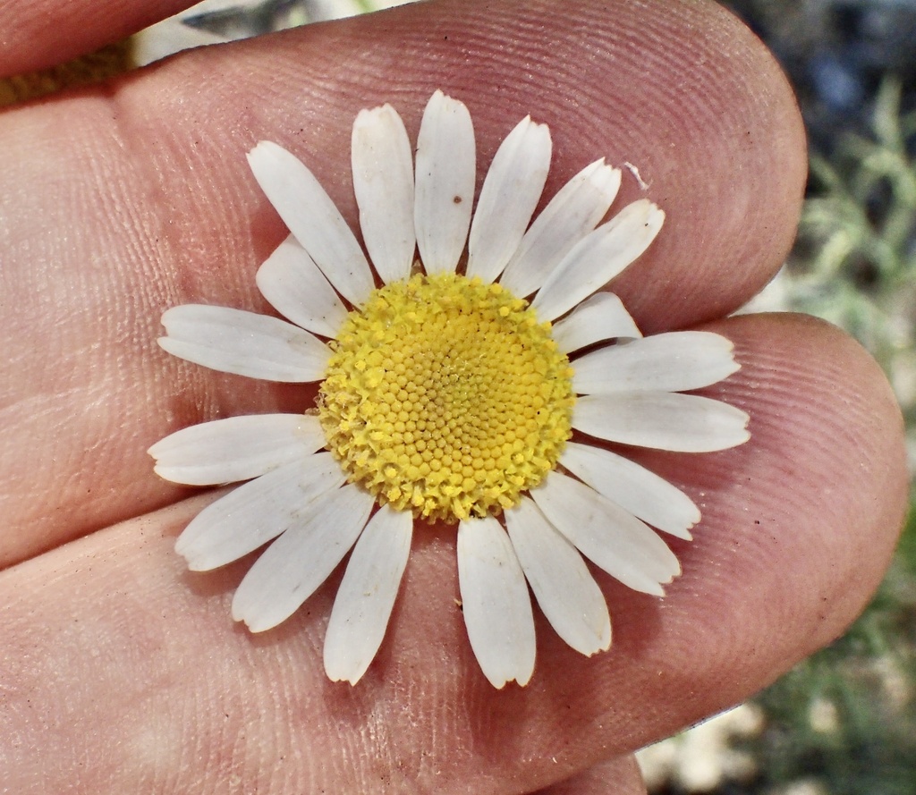 Stinking chamomile from Cleveland National Forest, Lake Elsinore, CA ...