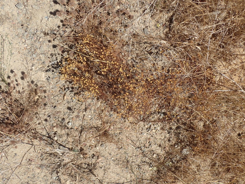 stinknet from Cleveland National Forest, Lake Elsinore, CA, US on ...